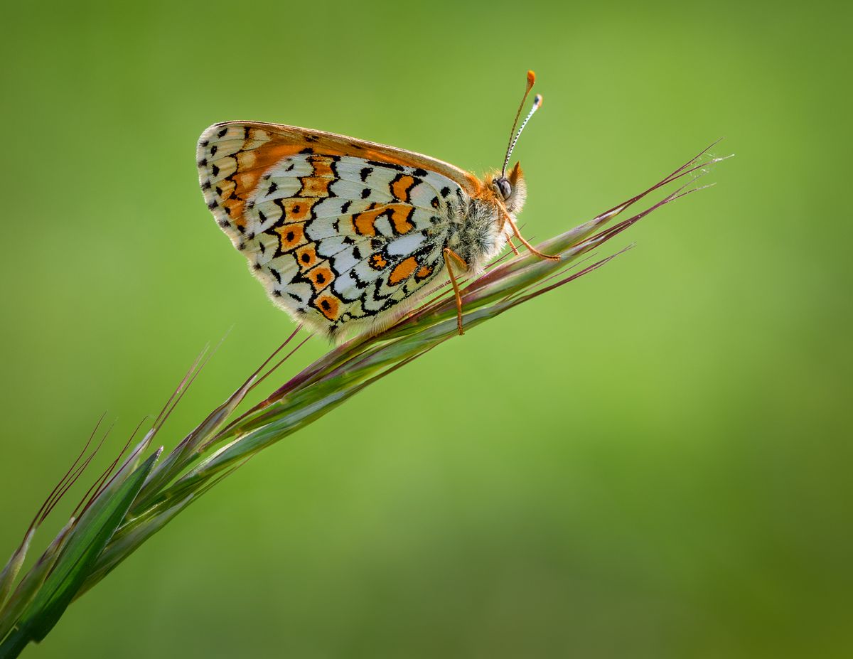 Follow these 4 easy steps for better butterfly photography | Digital ...