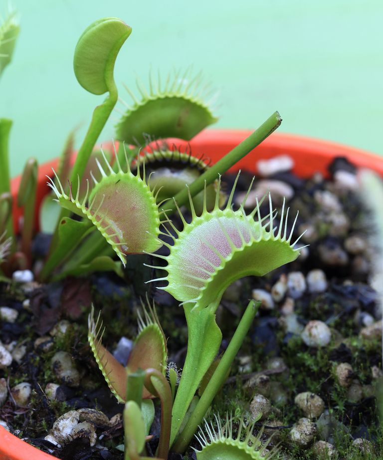 Venus flytrap care and growing guide: expert tips | Gardeningetc