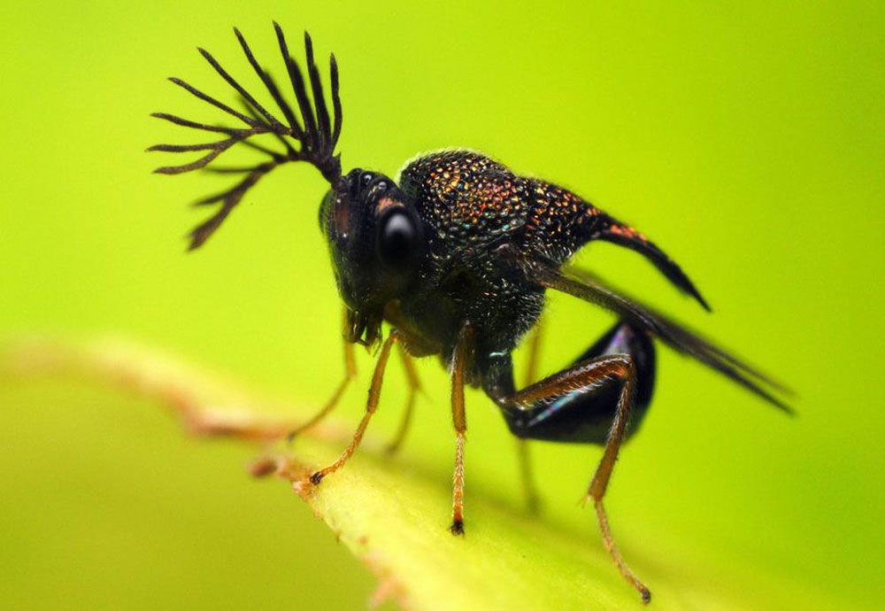 'Tis the Season: Gallery of Festive Insects | Live Science