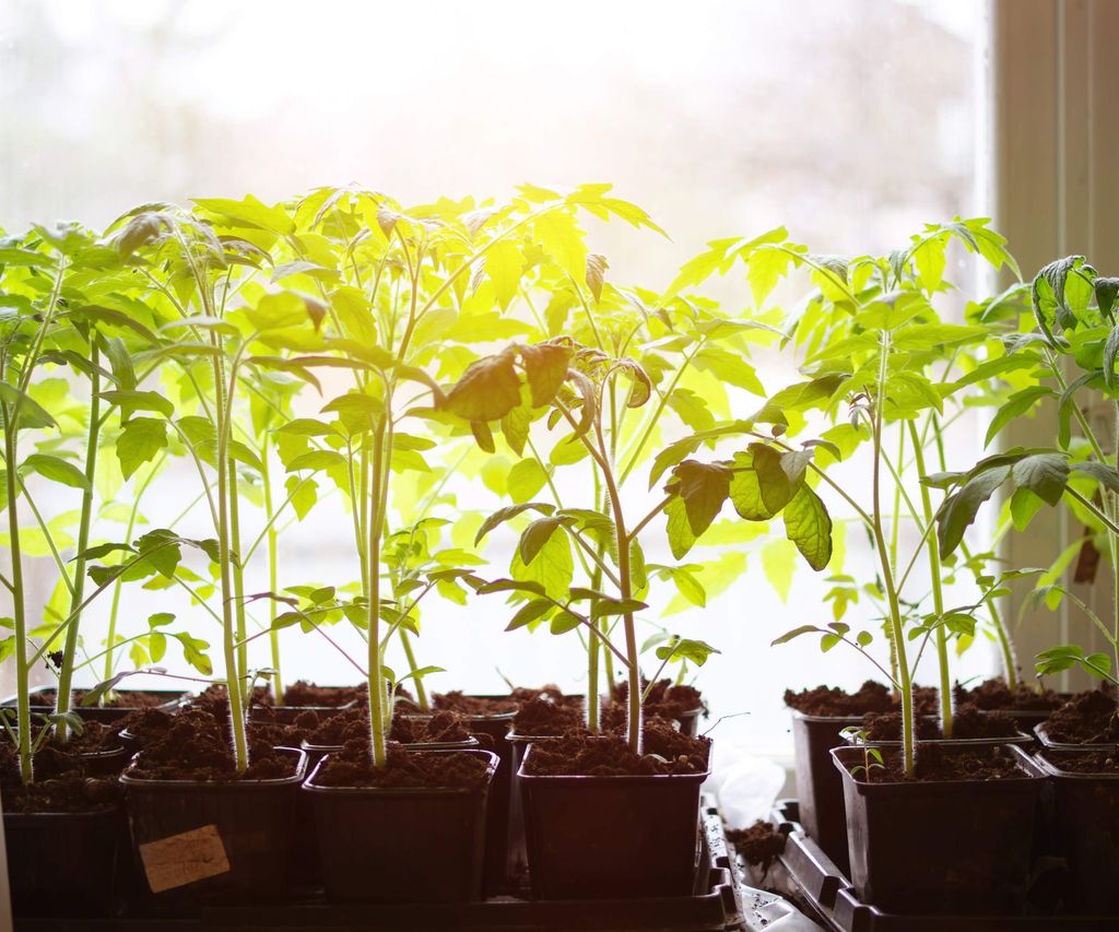 How temperature affects plant growth: An expert overview | Homes and ...