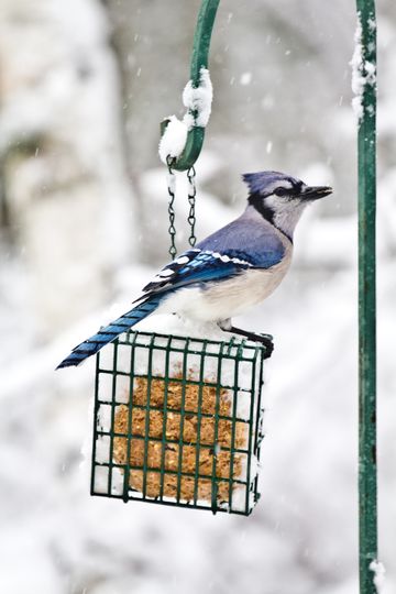Feeding birds in winter – the dos and don'ts | Homes & Gardens