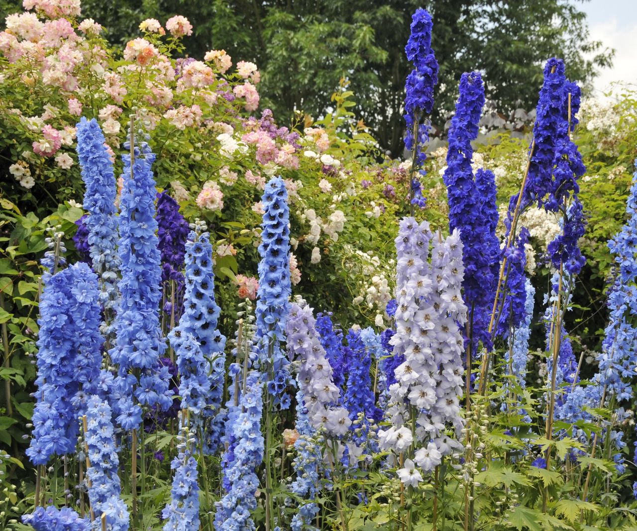 How to care for delphinium plants: for long-lasting flowers | Homes and ...