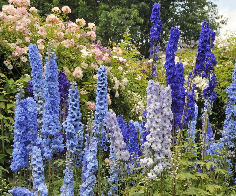 How to care for delphinium plants: for long-lasting flowers | Homes and ...