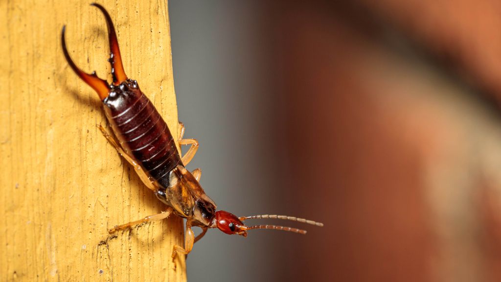9 ways to get rid of earwigs and keep them away from your home | Tom's ...