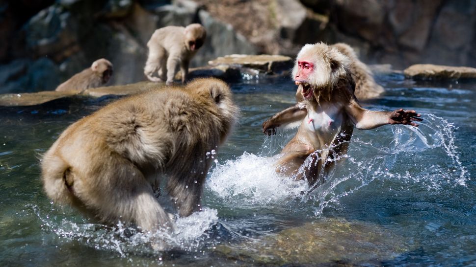 'Alpha male' primates are rare, with females about as likely to ...