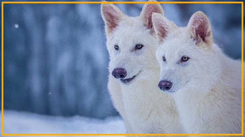 Reviving Extinct Species: Is It Worth the Cost? | Live Science