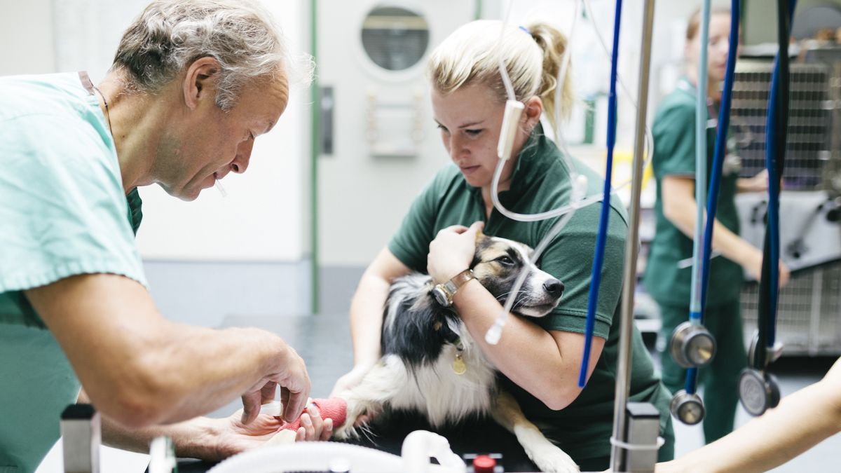 32 of the most common illnesses dogs get | PetsRadar
