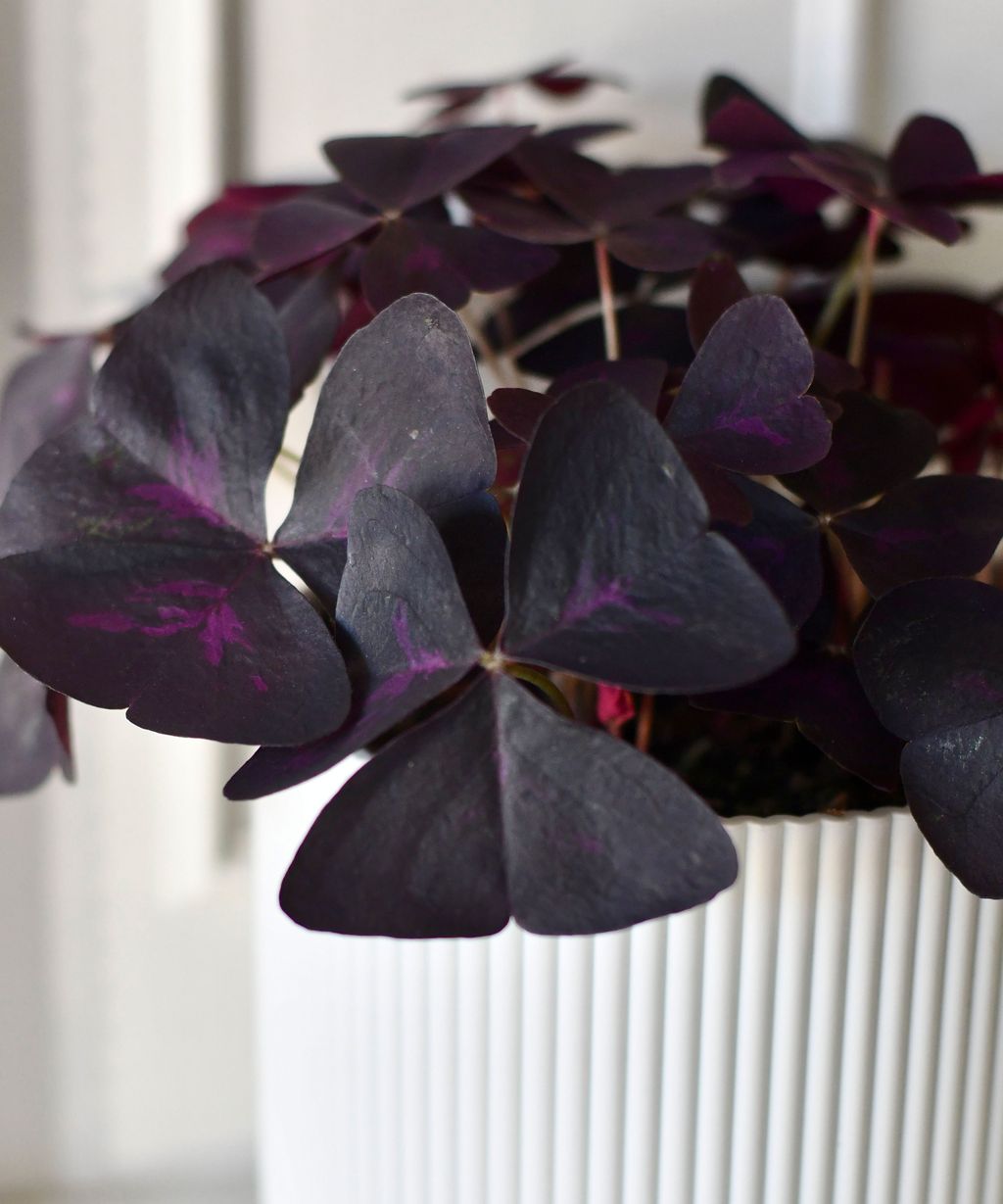 Best winter houseplants: 21 plants to grow indoors in winter | Homes ...