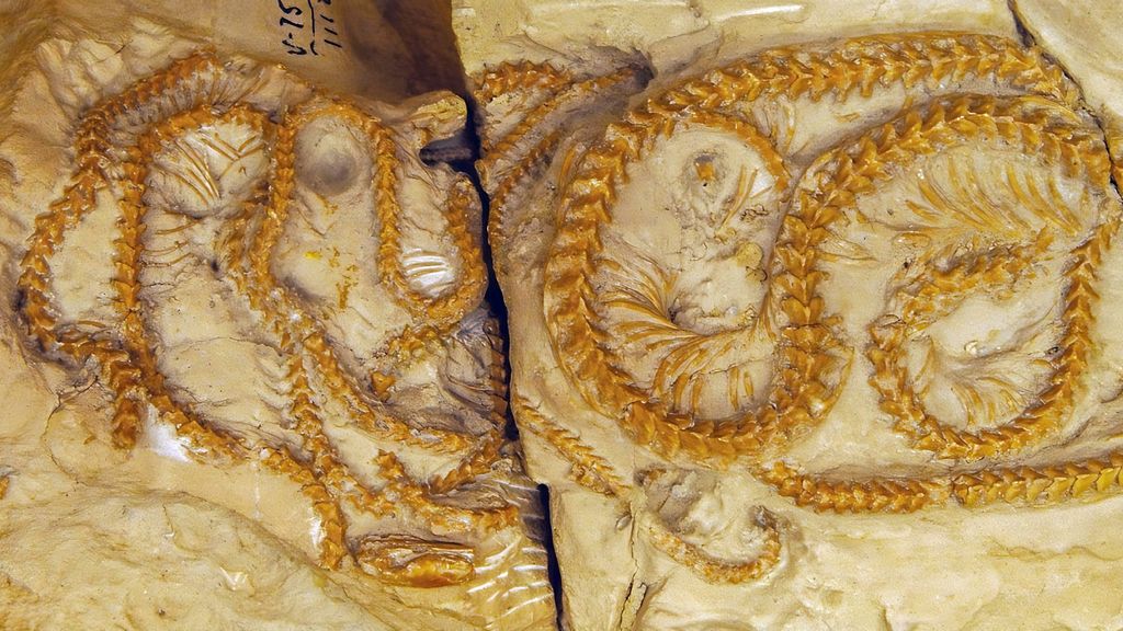 Spectacularly rare fossils of snakes that died huddled together 38 ...