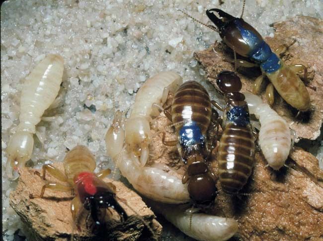 Termite Battles May Explain Evolution of Social Insects | Live Science