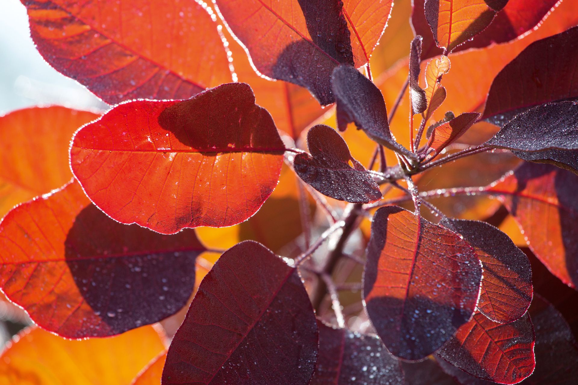 Autumn plants: the best plants to add seasonal colour | Real Homes