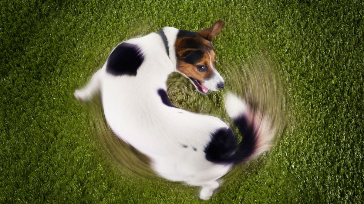 32 quick and easy tricks to teach your dog | PetsRadar