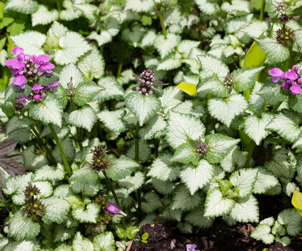 Fast-growing ground cover plants: 12 picks for quick results | Homes ...