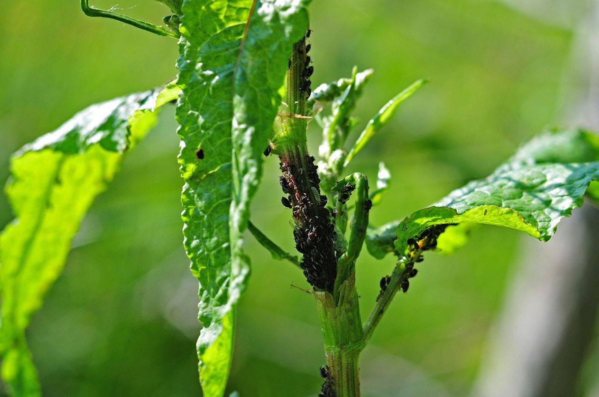 Common Pests Of Sorrel Plants – Controlling Sorrel Plant Pests In ...