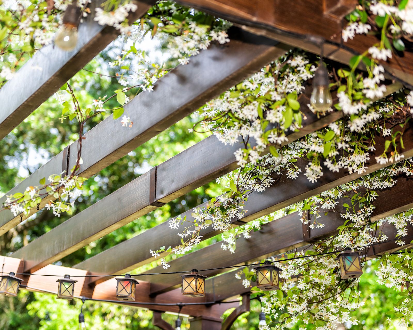 How to protect plants from heat: 7 clever ways | Gardeningetc