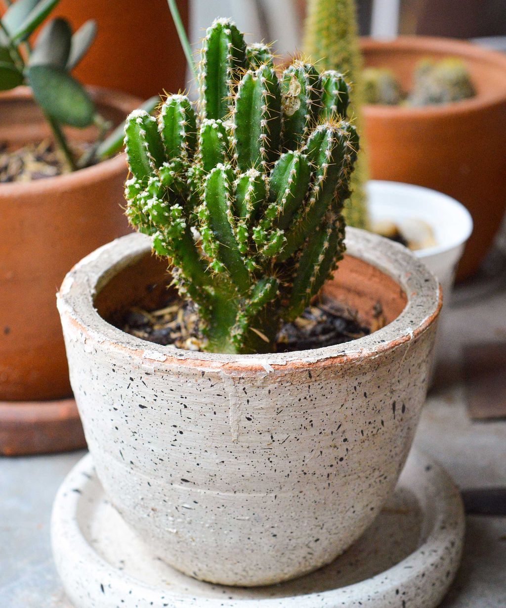 Why is my cactus turning brown? Reasons and solutions | Homes and Gardens