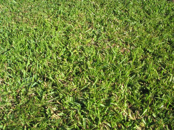 Tips & Information about Specific Lawn Grasses | Gardening Know How