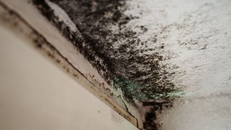 10 types of mould you might find in your home | Homebuilding