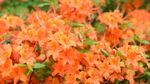 When to fertilize azaleas: expert tips for healthy plants | Homes and Gardens