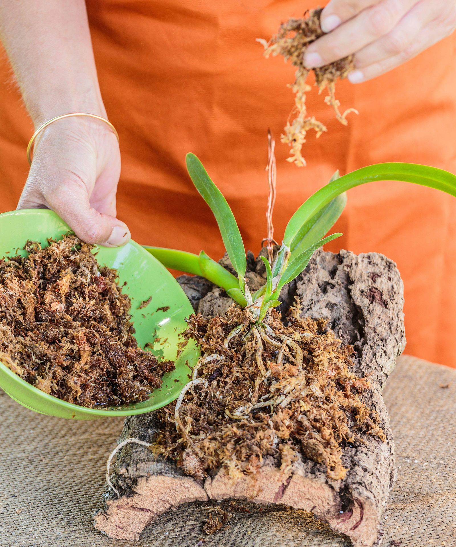 Mounting An Orchid: Step-By Step Guide For Stunning Displays | Gardening Know How