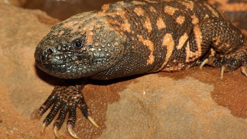 Gila Monster Photos: The Sluggish and Scaly Sweethearts of the American ...