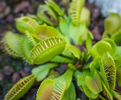 Spooky Plants: 12 plants that will thrill and scare | Homes and Gardens