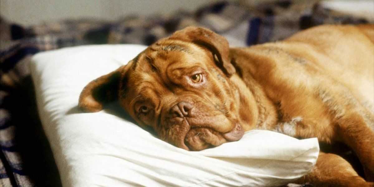 Turner And Hooch: Premiere Date, Cast And Other Quick Things We Know ...