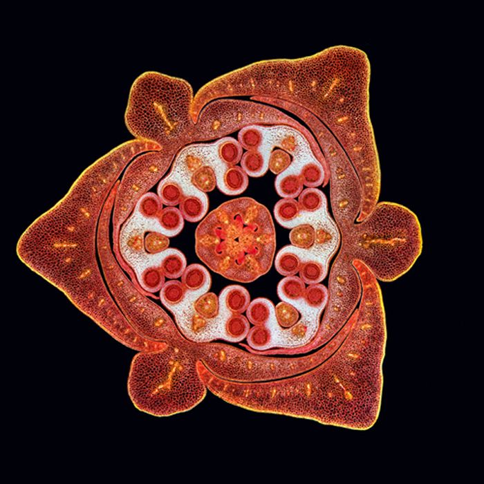 Images: Tiny Life Revealed in Stunning Microscope Photos | Live Science