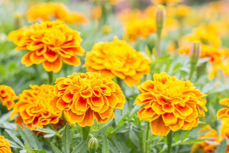 Marigold And Calendula Differences: Are Marigold And Calendula The Same ...