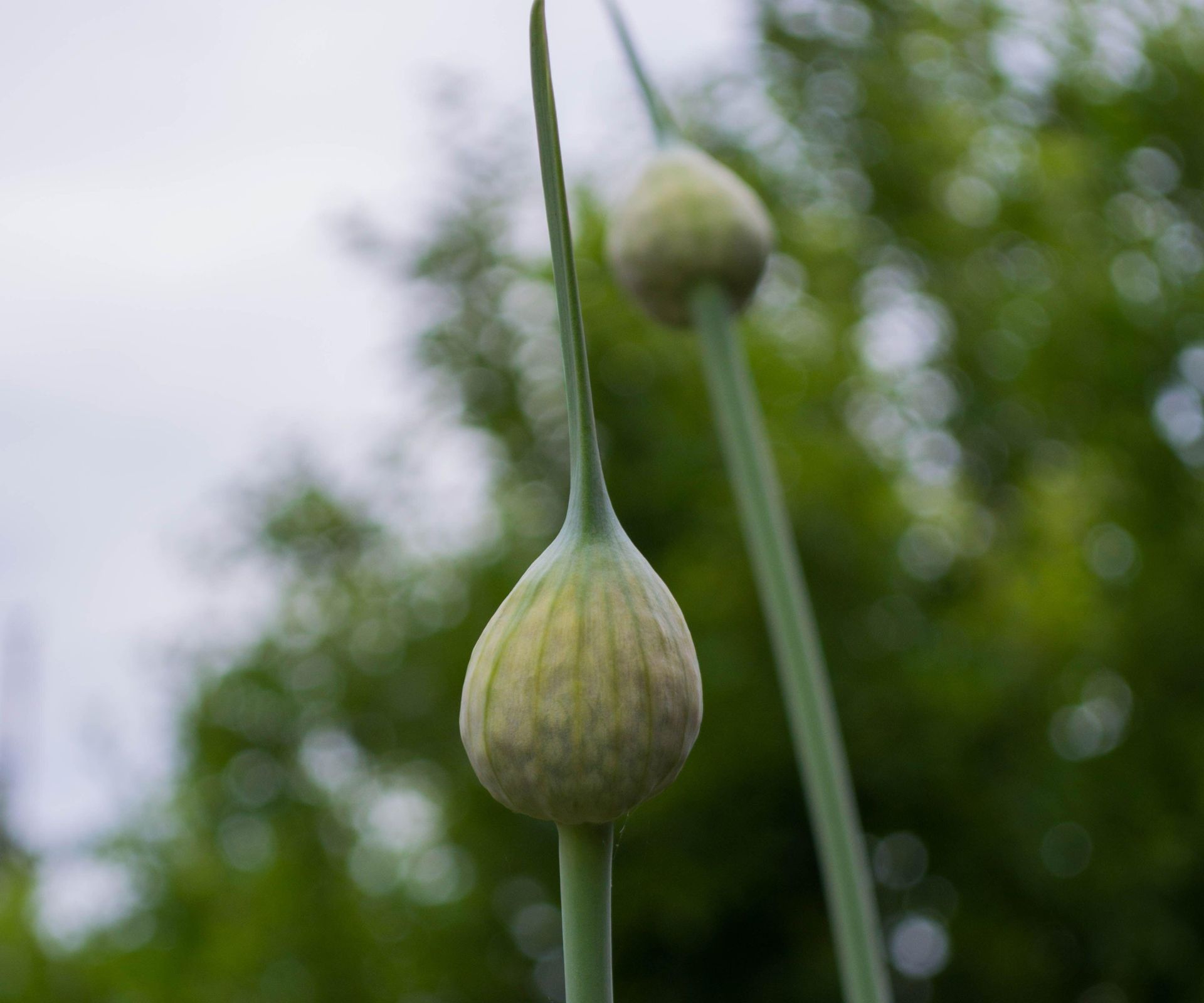 Onion growing problems : 8 issues and how to avoid them | Homes and Gardens