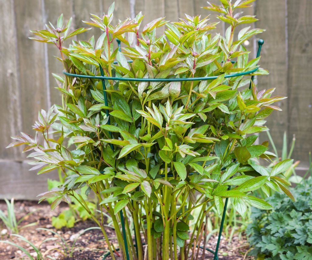 All About Plant Supports: How To Choose The Right One | Gardening Know How