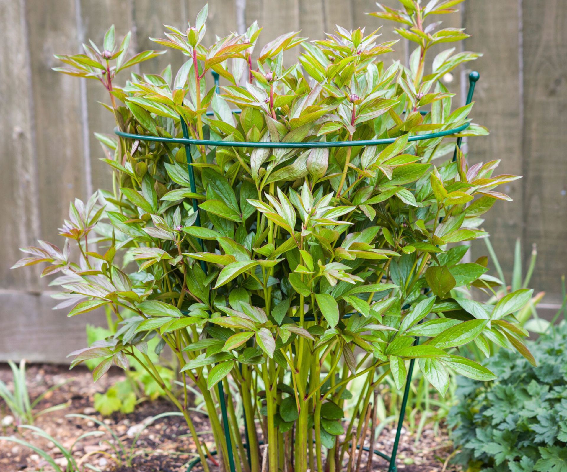 All About Plant Supports: How To Choose The Right One | Gardening Know How