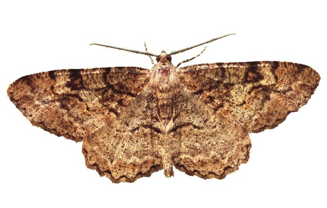A simple guide to identifying British moths | Country Life