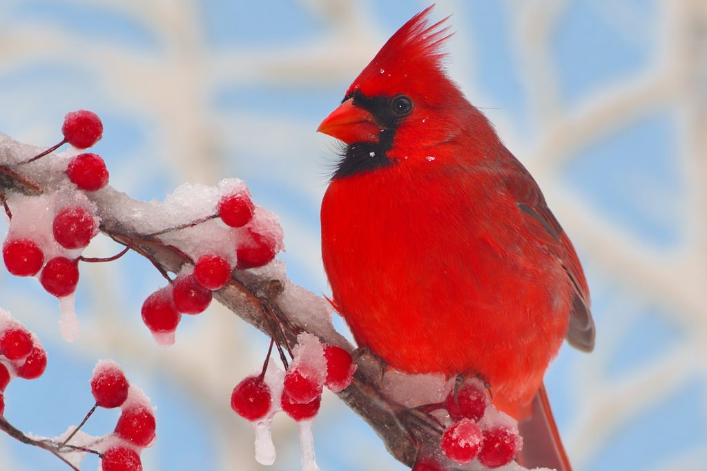 The Color of Blood: Here Are Nature's Reddest Reds (Photos) | Live Science