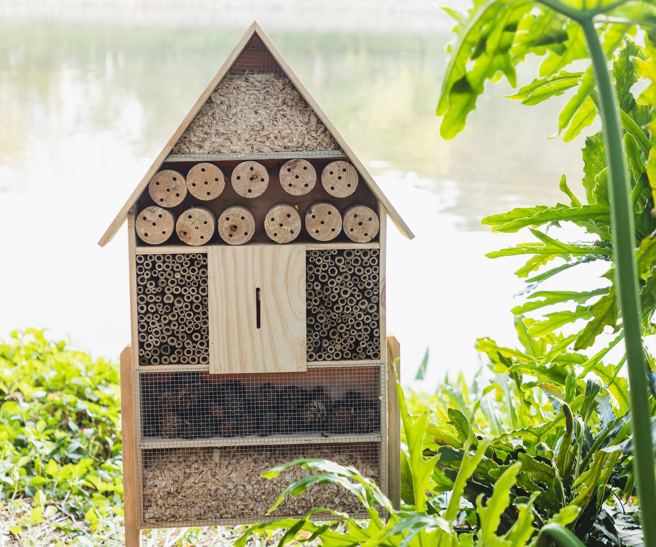 How to attract ladybugs to your yard: expert advice | Homes and Gardens