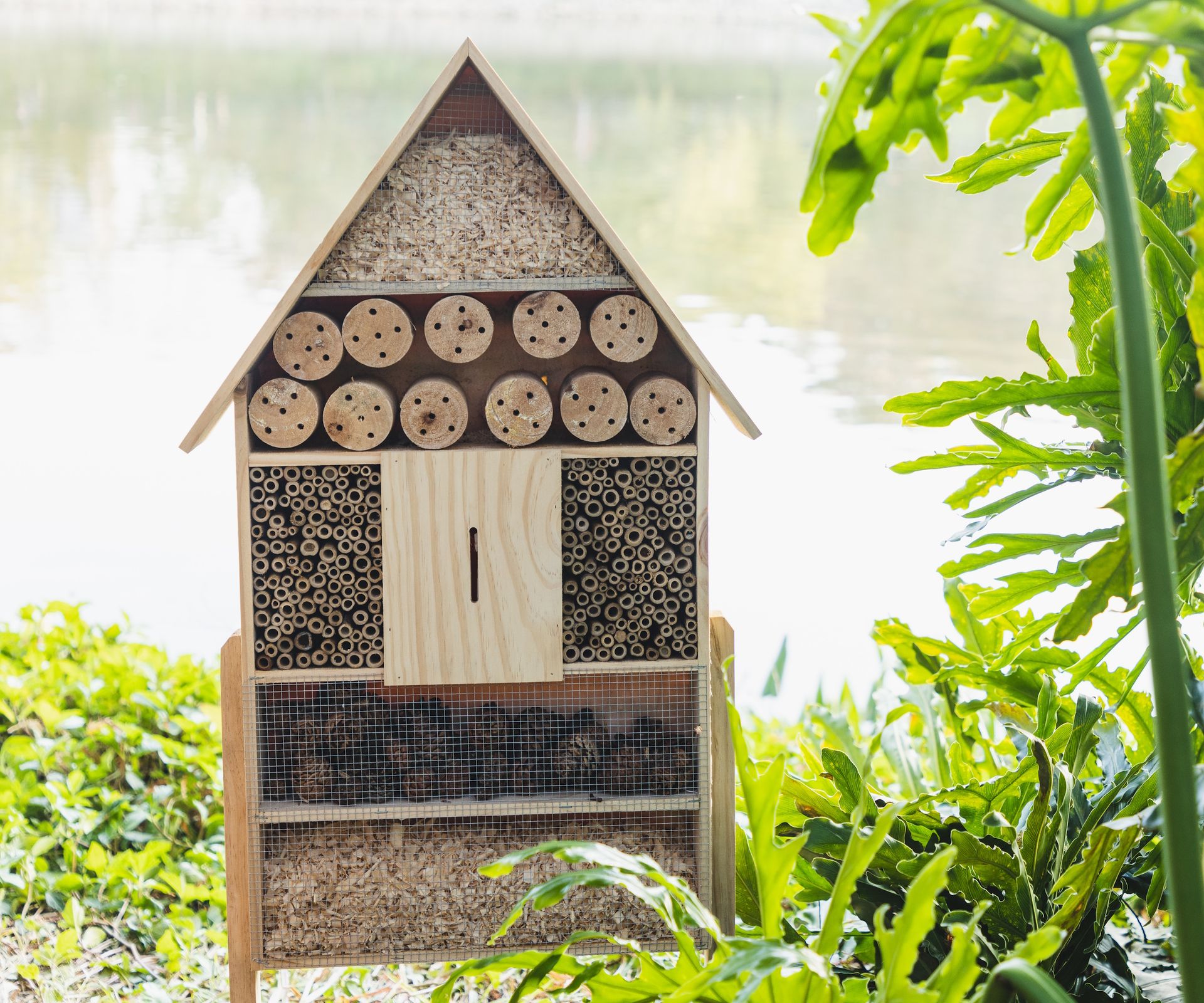 How to attract ladybugs to your yard: expert advice | Homes and Gardens