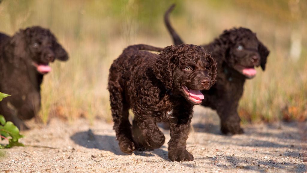 32 things to know about American water spaniels | PetsRadar