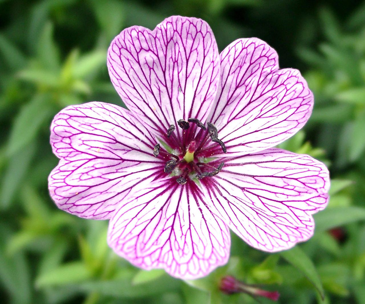 Hardy geranium varieties: 15 cranesbills for every garden | Homes and ...