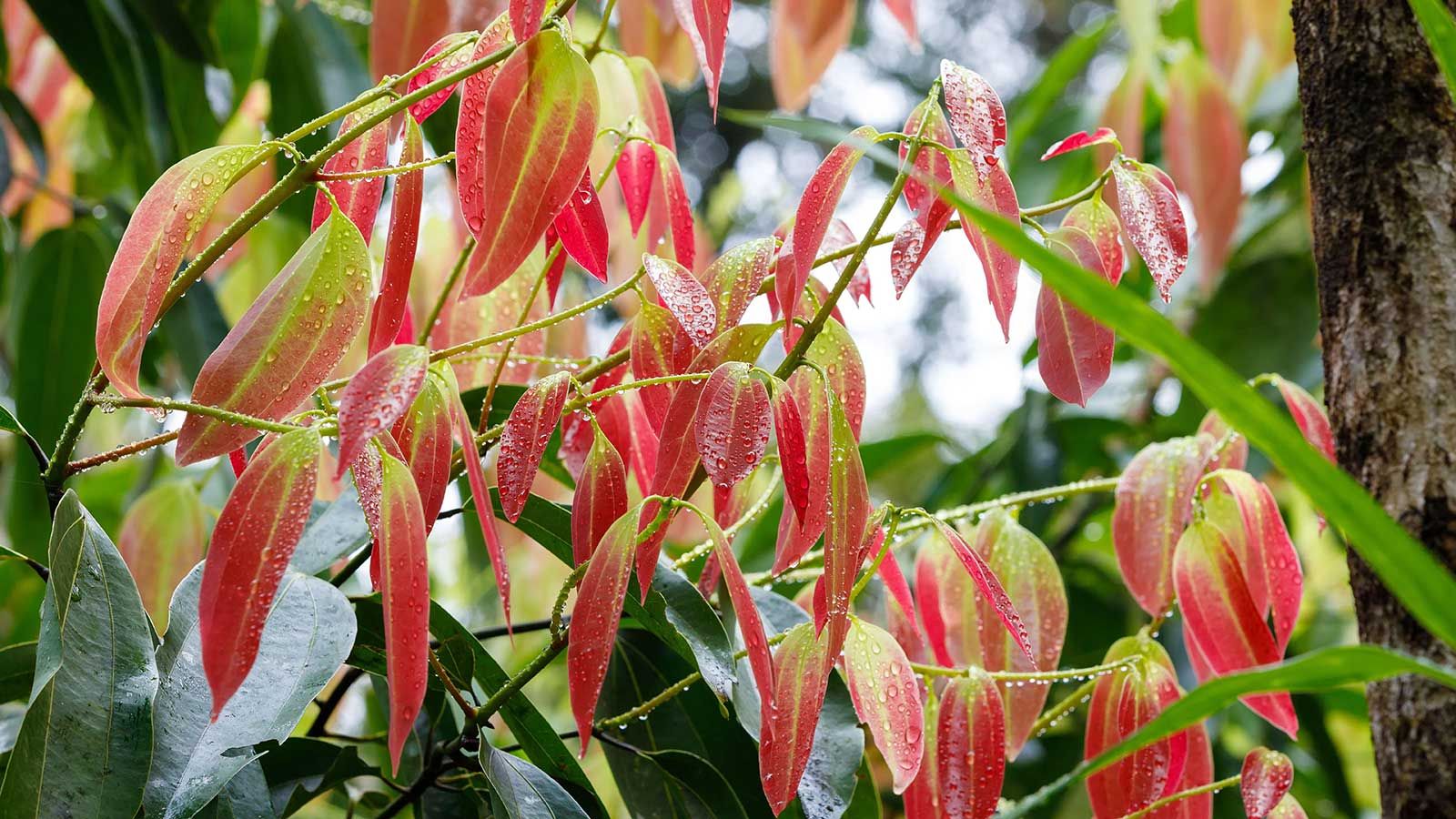 How to grow a cinnamon plant: expert tips | Homes and Gardens