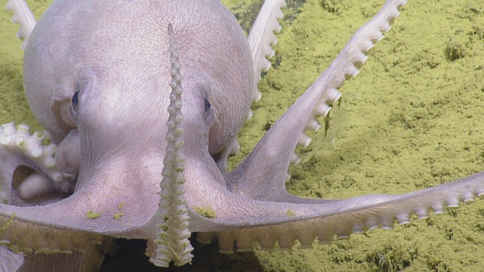 Photos: Deep-sea expedition discovers metropolis of octopuses | Live ...