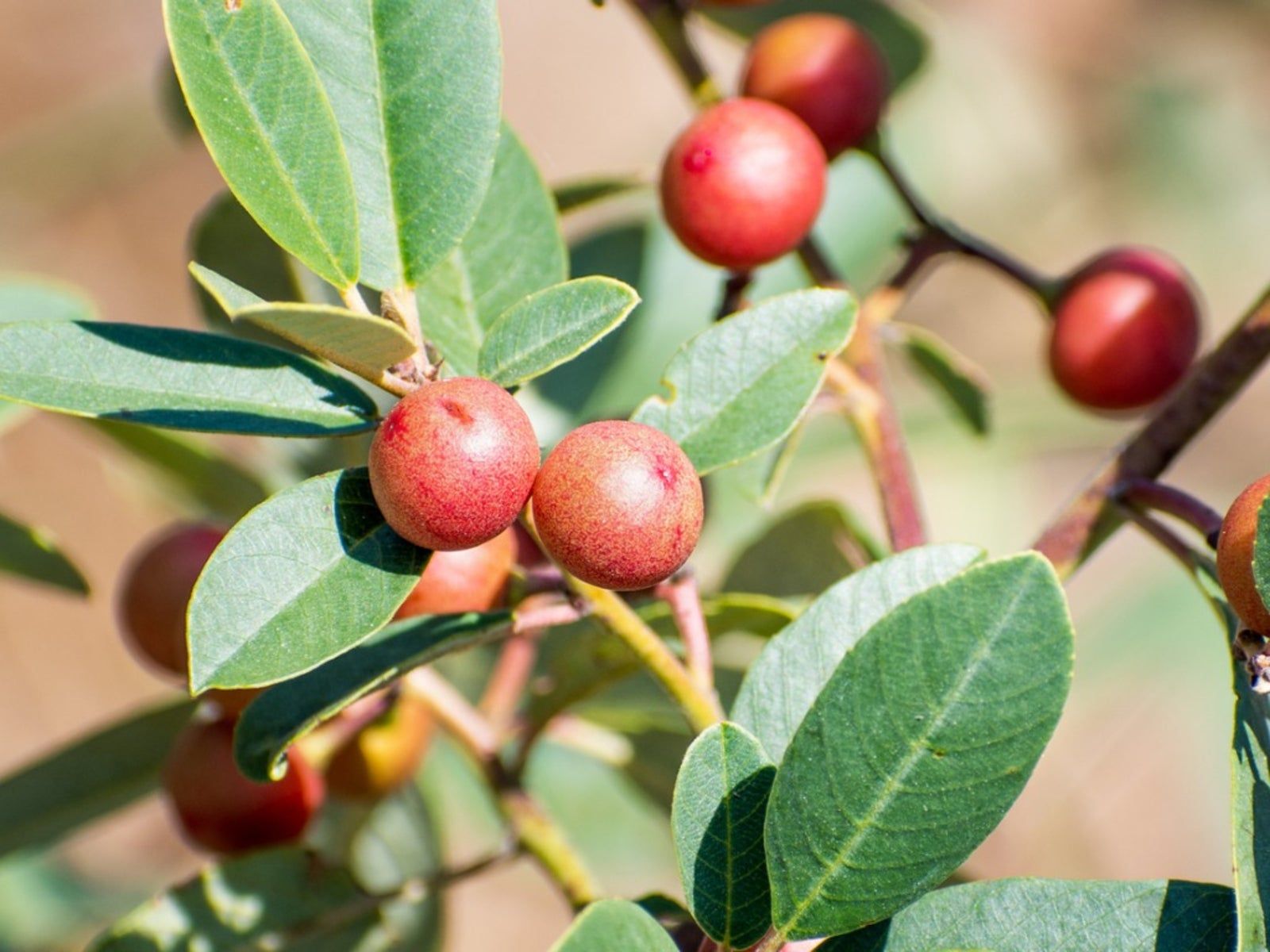 What Are Coffeeberries: How To Grow Coffeeberry Plants | Gardening Know How