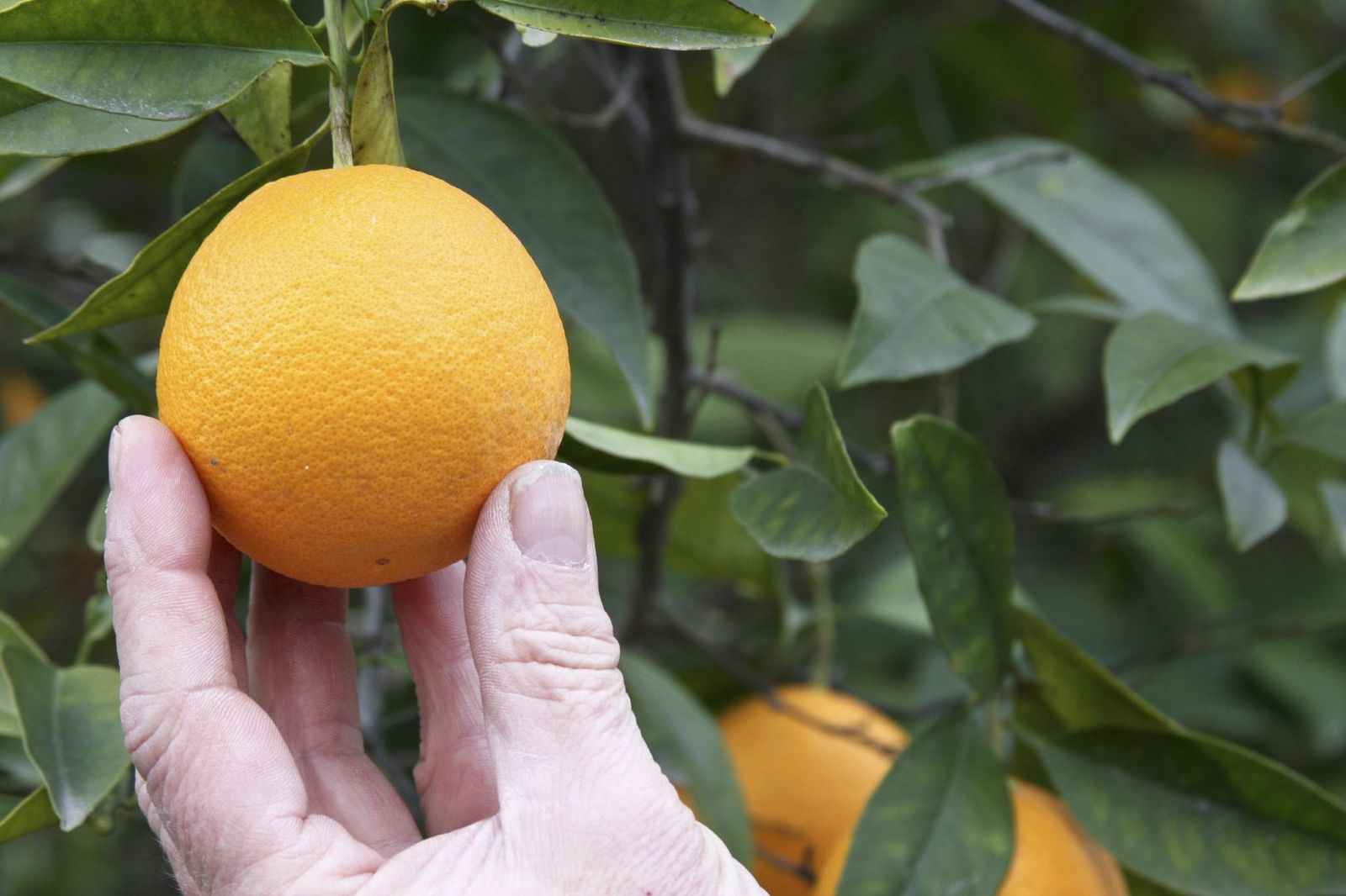 Harvesting Citrus Fruits - Why Is Citrus Fruit Hard To Pull Off Tree ...