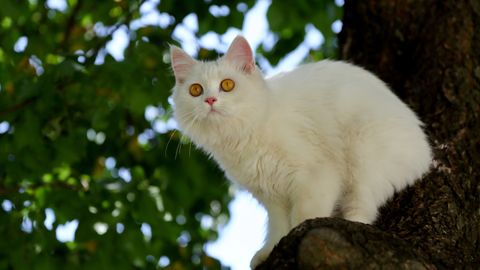 15 white cat breeds that will melt your heart | PetsRadar