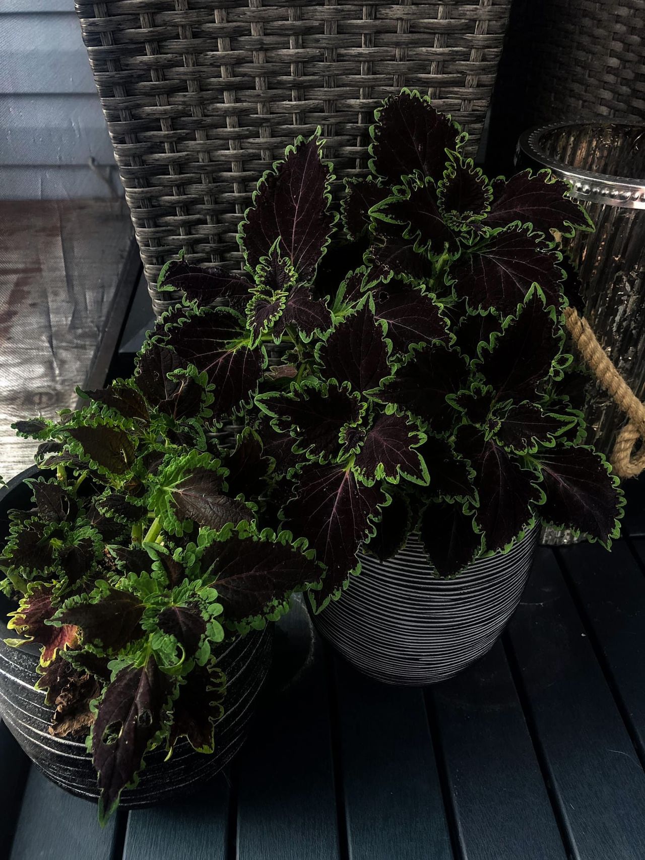 "Goth Gardens" Are the Planting Trend Getting Time in the Sun | Livingetc