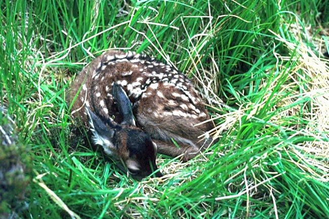 Why 'Survival of the Fittest' Produces Runts | Live Science