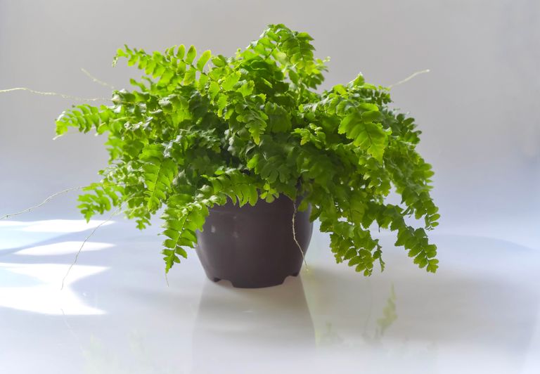 Christmas Fern Plant — How to Grow This Beauty In Your Garden | Livingetc