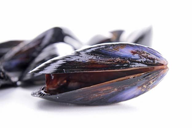 Mussel Strength: How Mussels Cling to Surfaces | Live Science