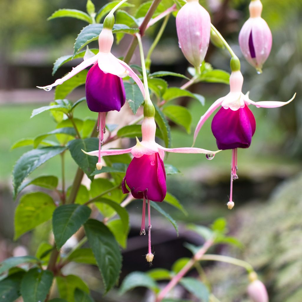 How to prune fuchsias – the techniques you need to try | Ideal Home