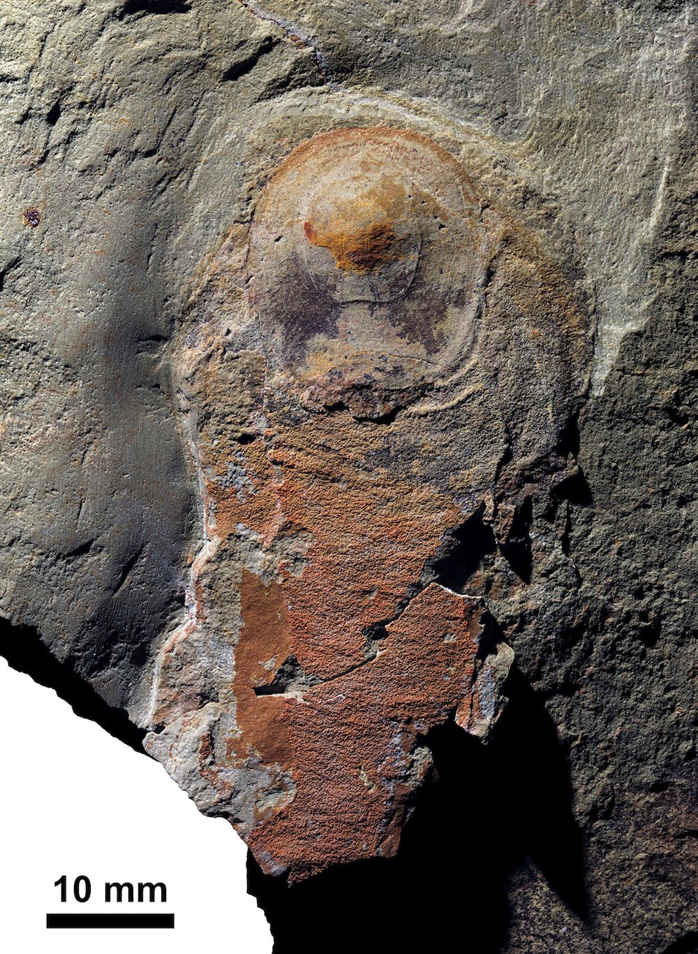 Photos: 'Hat'-Wearing Ancient Slug May Explain Mollusk Family Tree ...