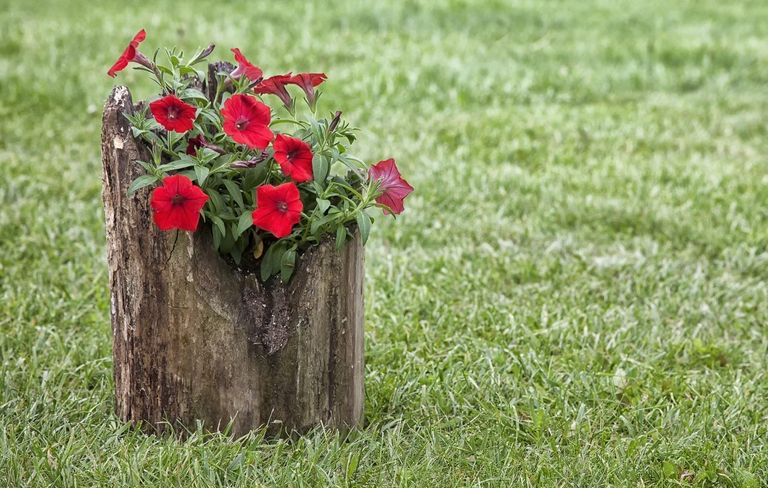 Planting Flowers In Logs - Tips On Making A DIY Planter With Logs ...